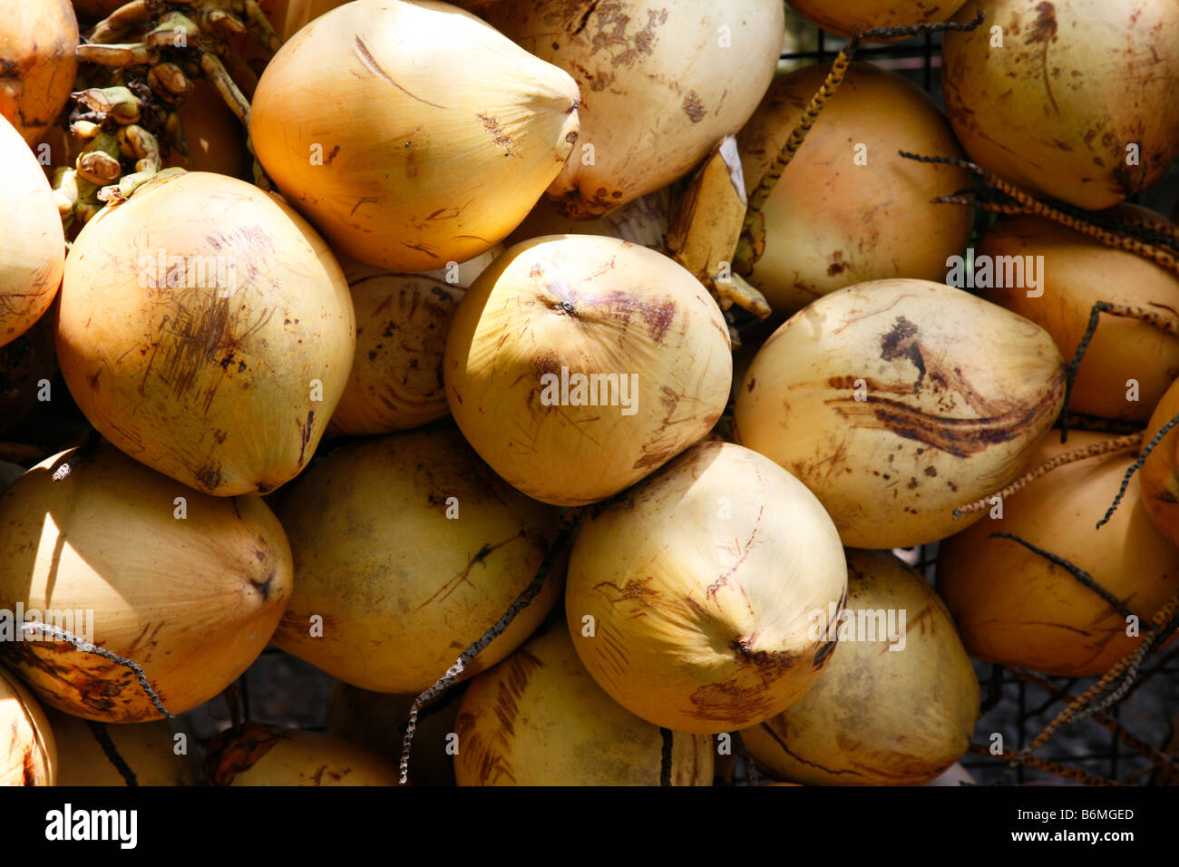 Stacked coconuts hi-res stock photography and images - Alamy
