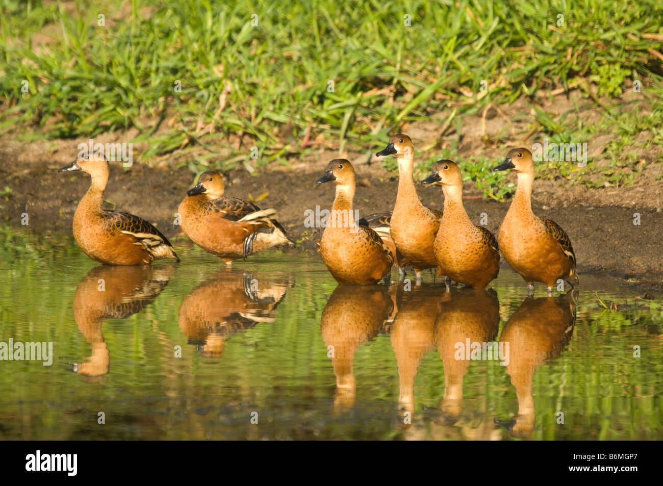 South alligator river hi-res stock photography and images - Alamy