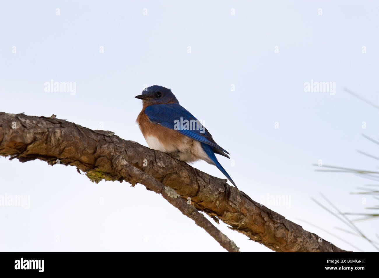 Eastern bluebird male sitting on a pine branch in Florida Stock Photo ...