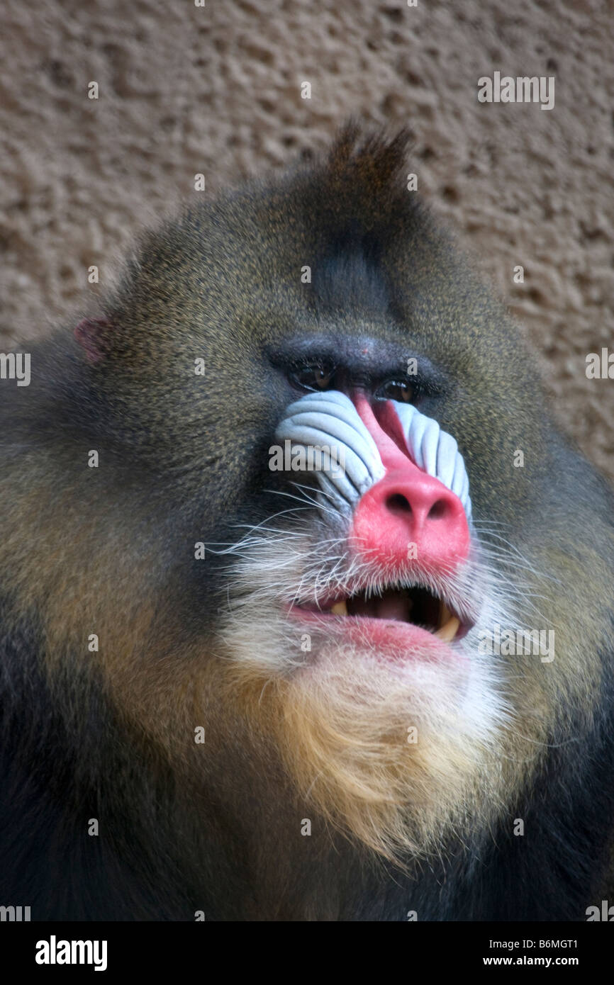 Mandrill gabon hi-res stock photography and images - Alamy