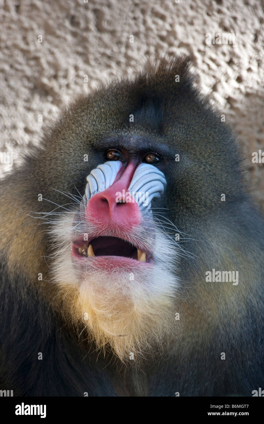Mandrillus sphinx gabon hi-res stock photography and images - Alamy