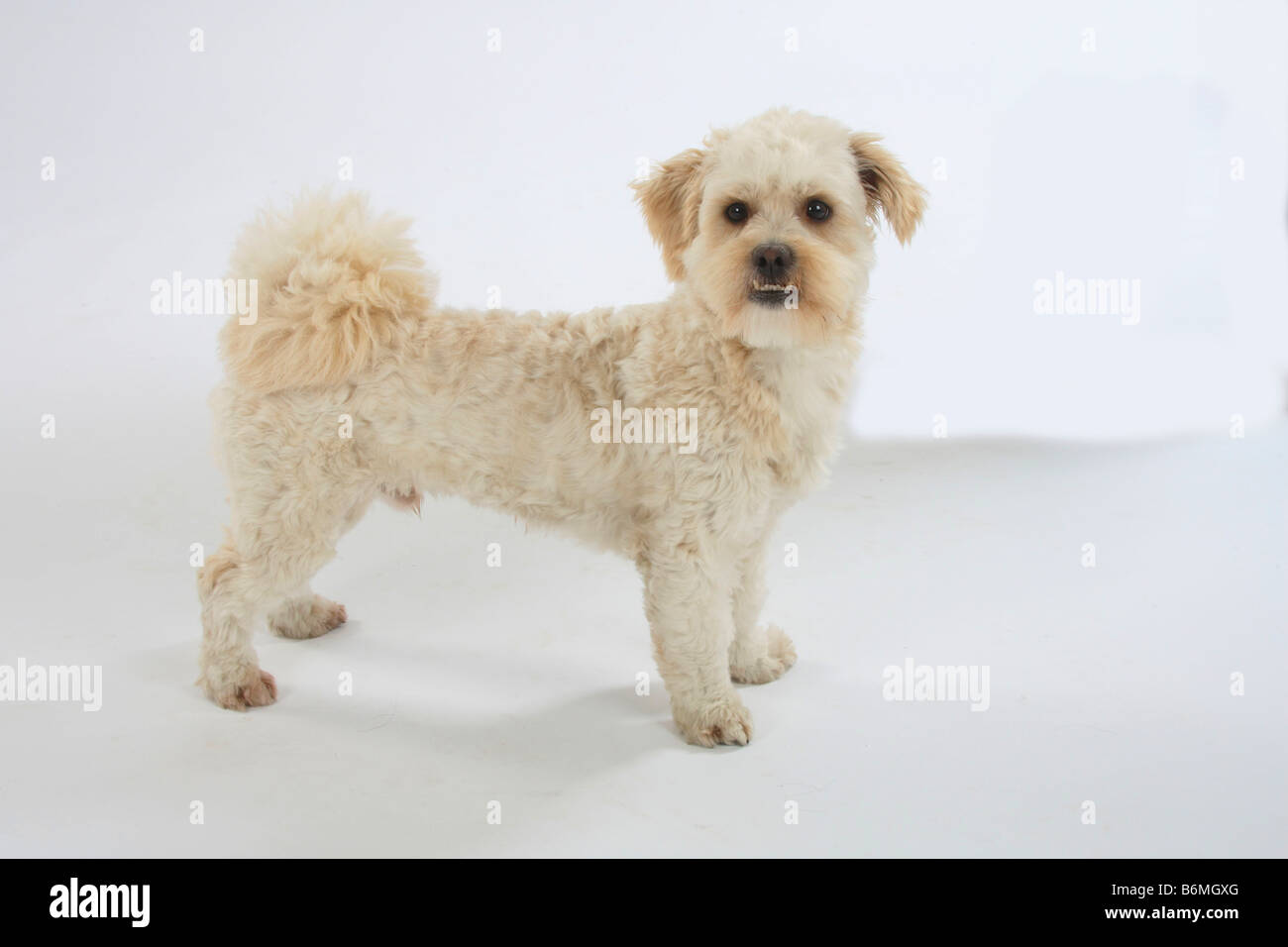 Mixed Breed Dog undershot bite side Stock Photo - Alamy