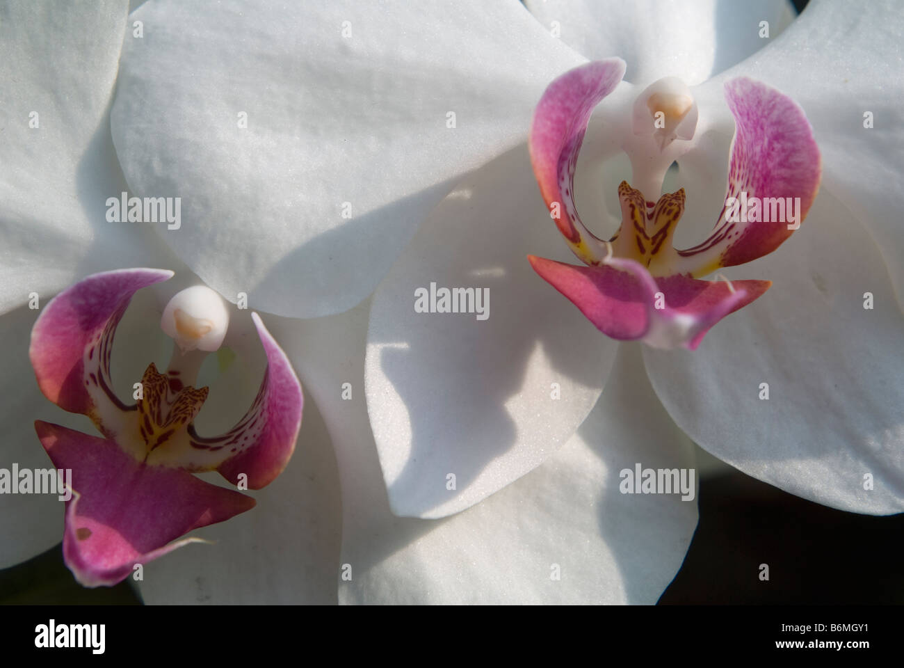 One of the popular flower at Indonesia and become one of Indonesian ...