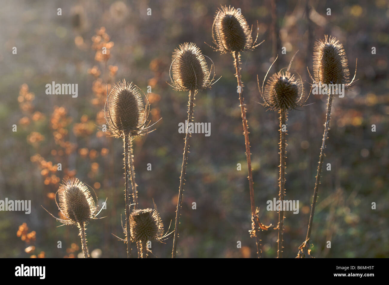 Dipsacus plant hi-res stock photography and images - Alamy