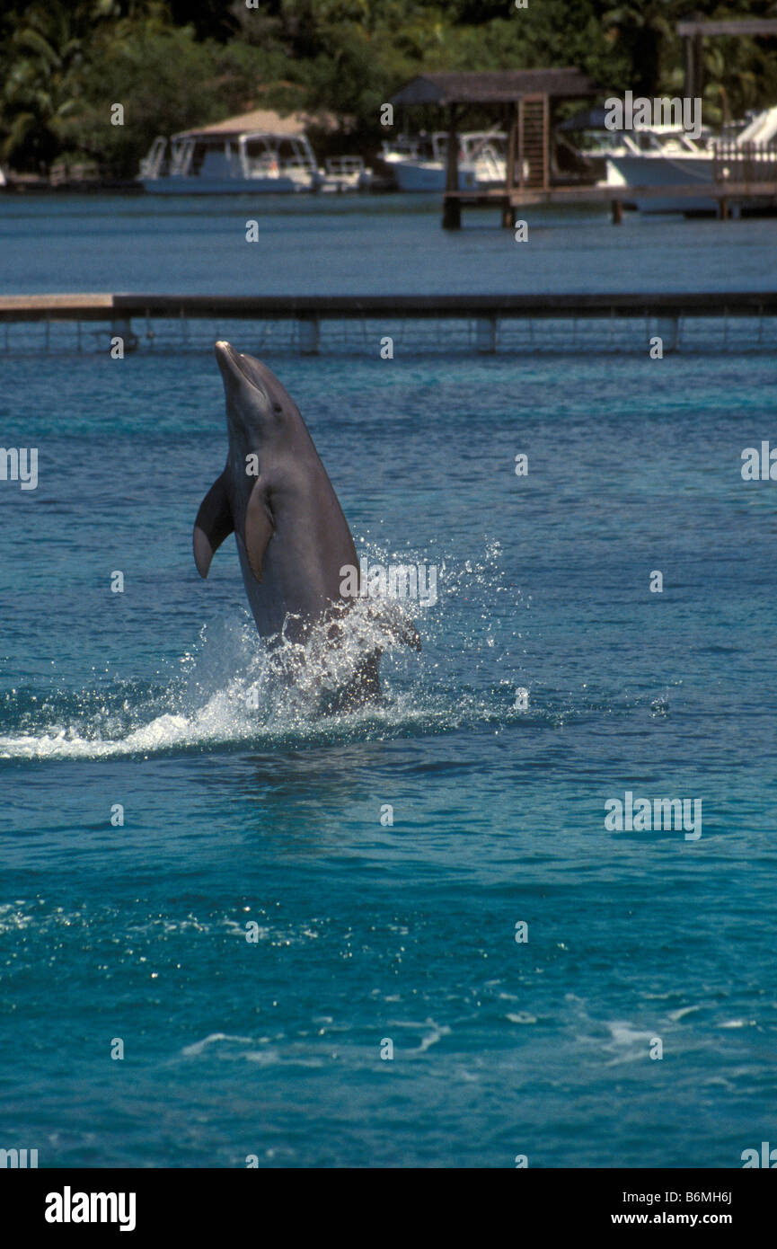 Atlantic bottlenose dolphin hi-res stock photography and images - Alamy