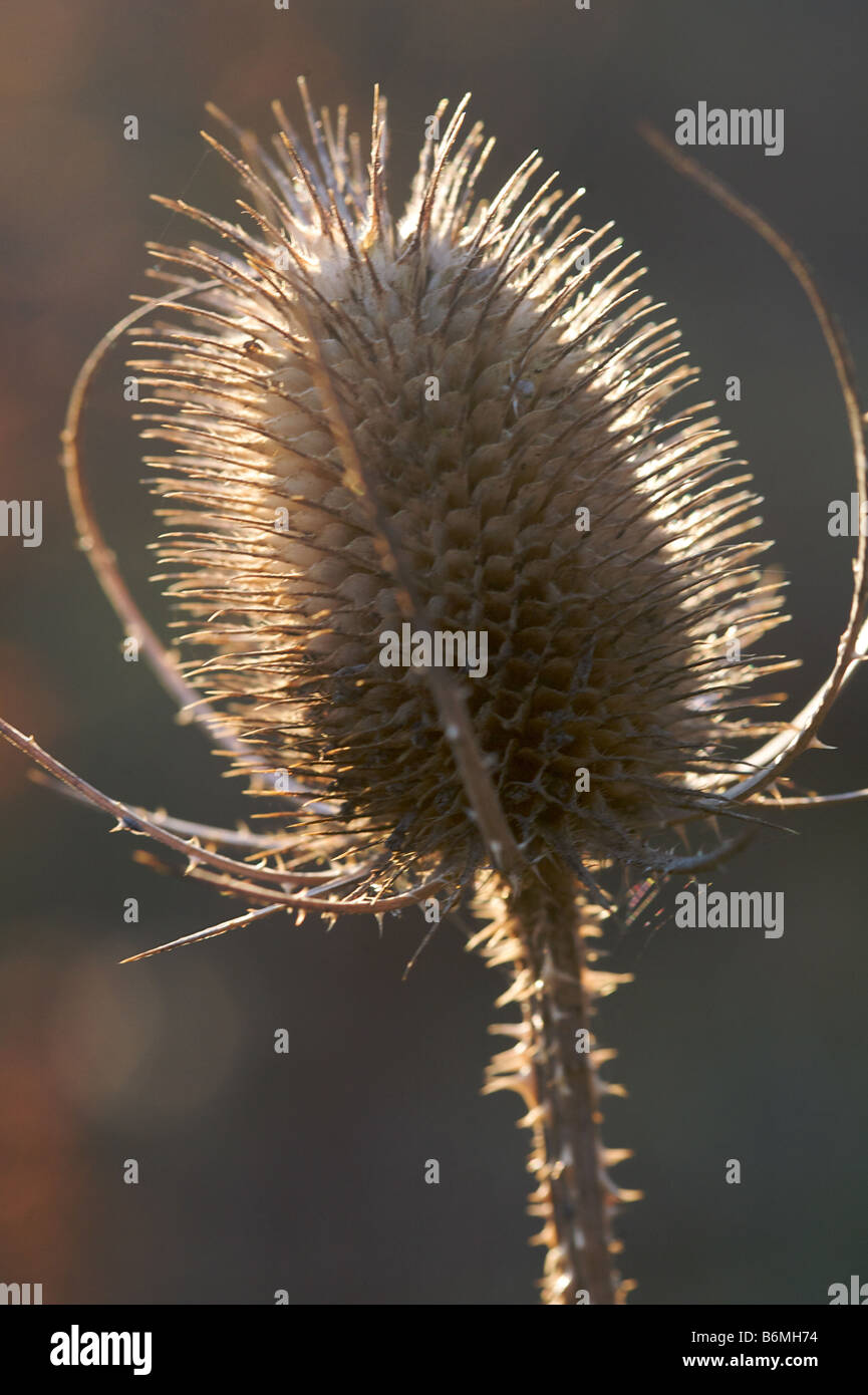 Teasel, Dipsacus, Plant Stock Photo - Alamy