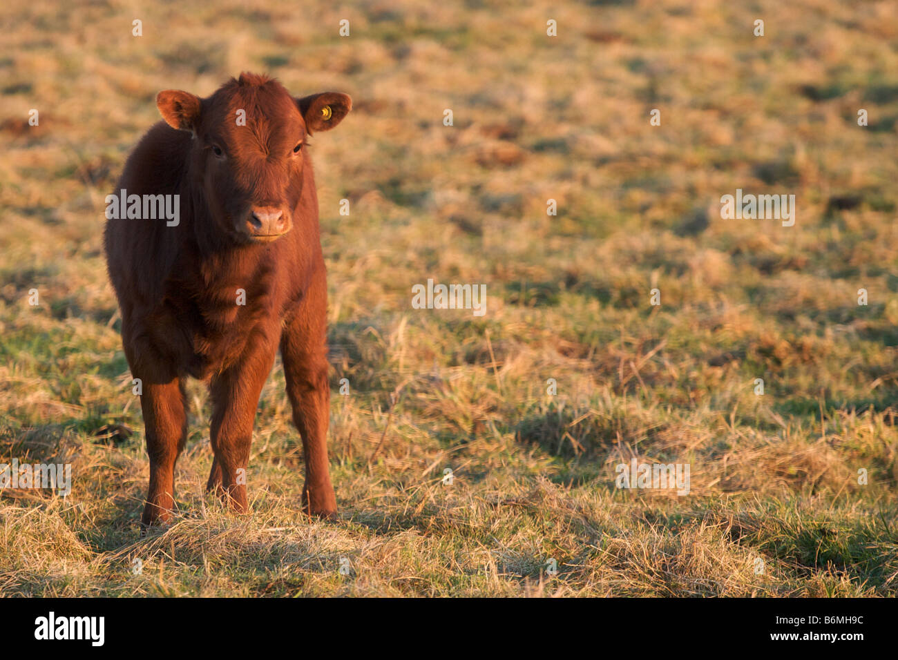 The young bull hi-res stock photography and images - Alamy