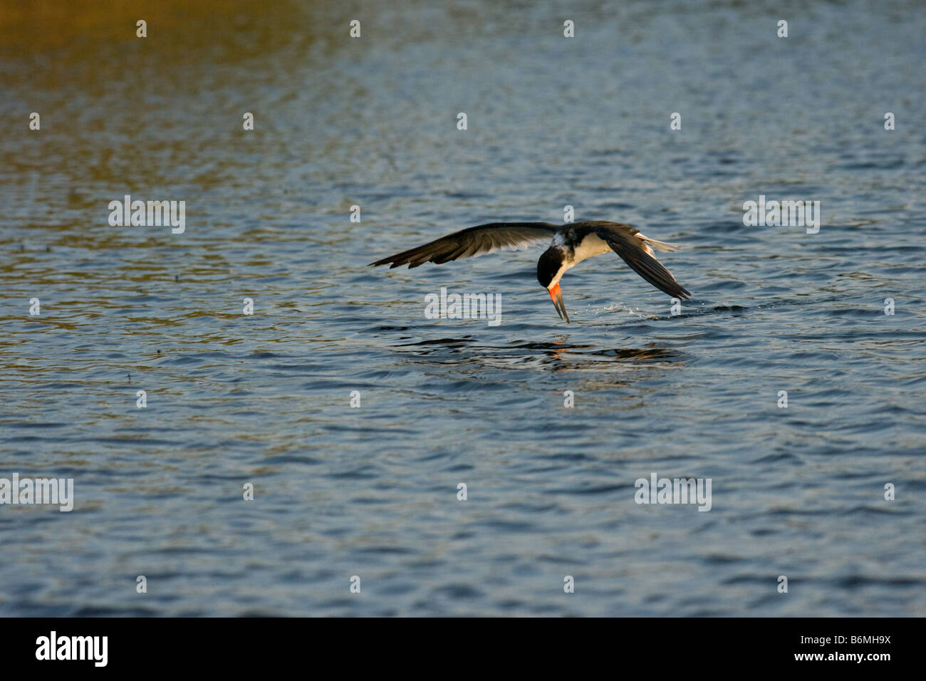 Black skimmer skimming fish hi-res stock photography and images - Alamy