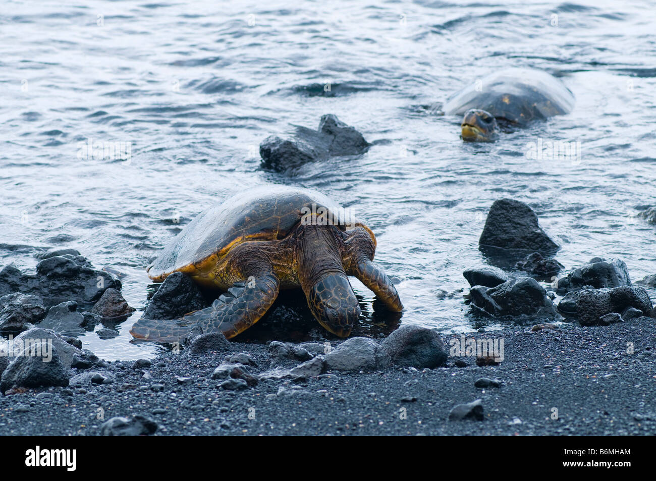 Turtle climbing shore hi-res stock photography and images - Alamy