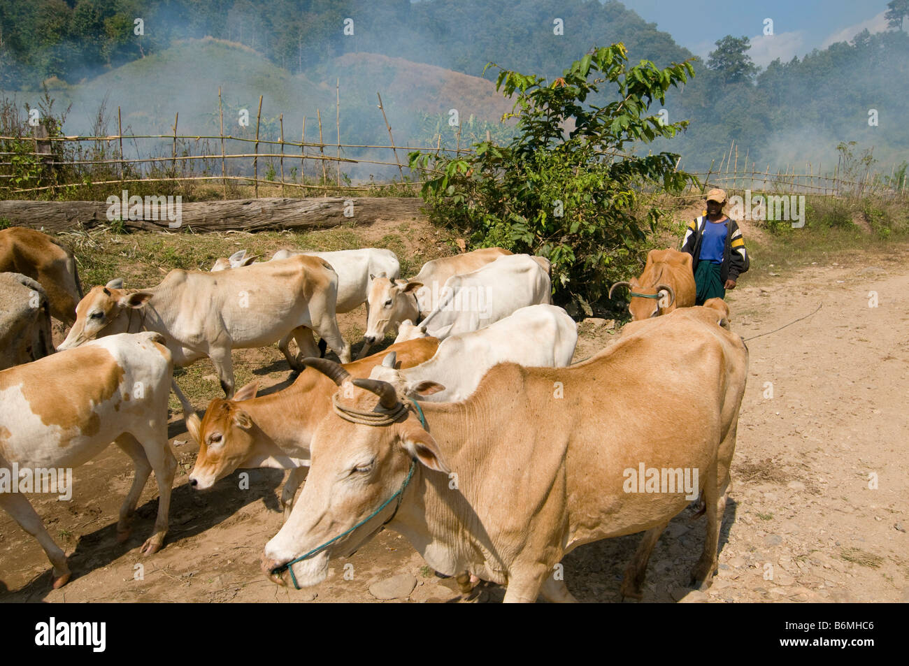 Burmese Karen bringing his cows home in northern Thailand Stock Photo ...