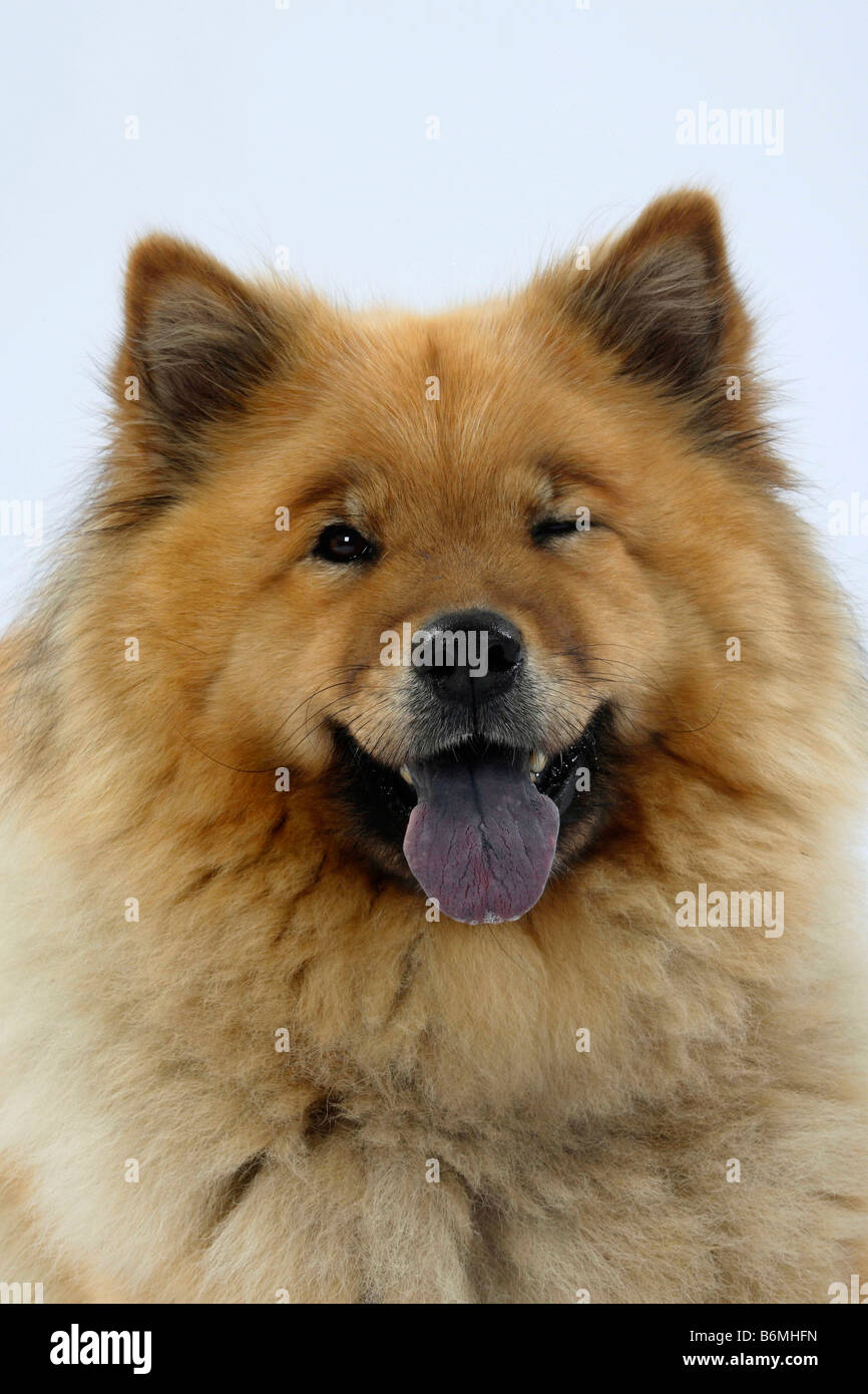 Blinking dog hi-res stock photography and images - Alamy