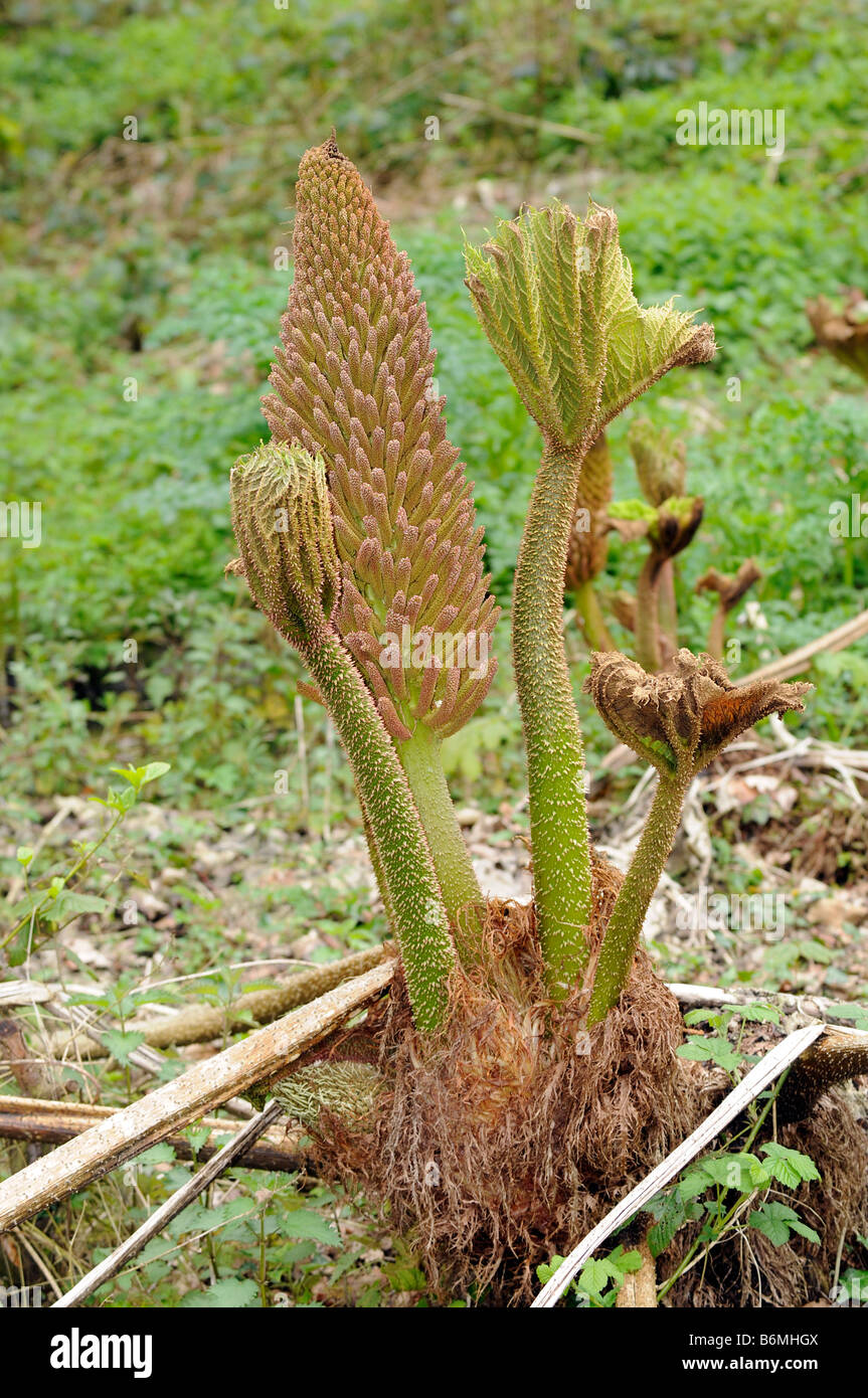 Gunnera flower spike hi-res stock photography and images - Alamy
