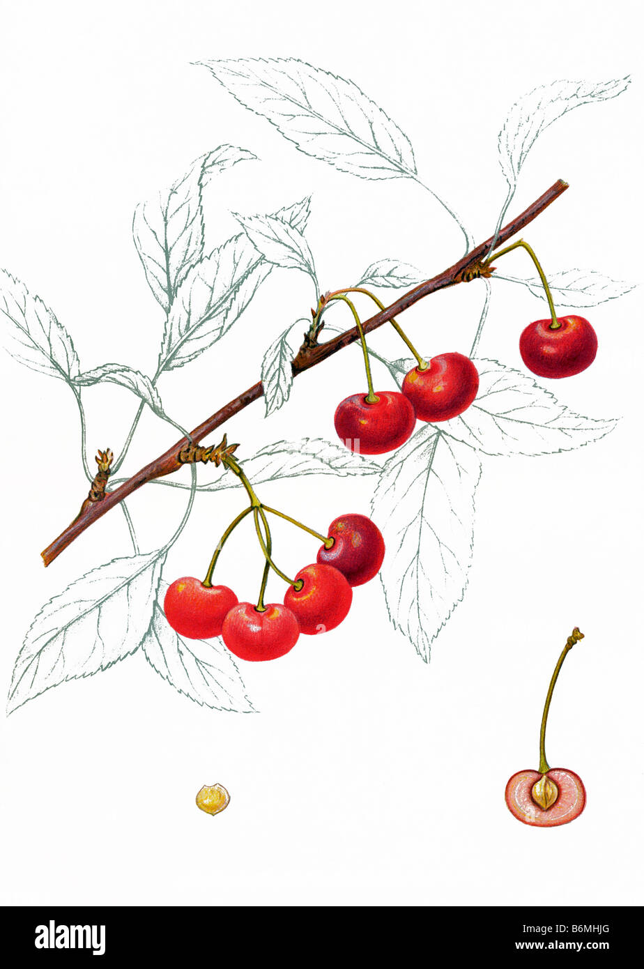 illustration of cherries Stock Photo - Alamy