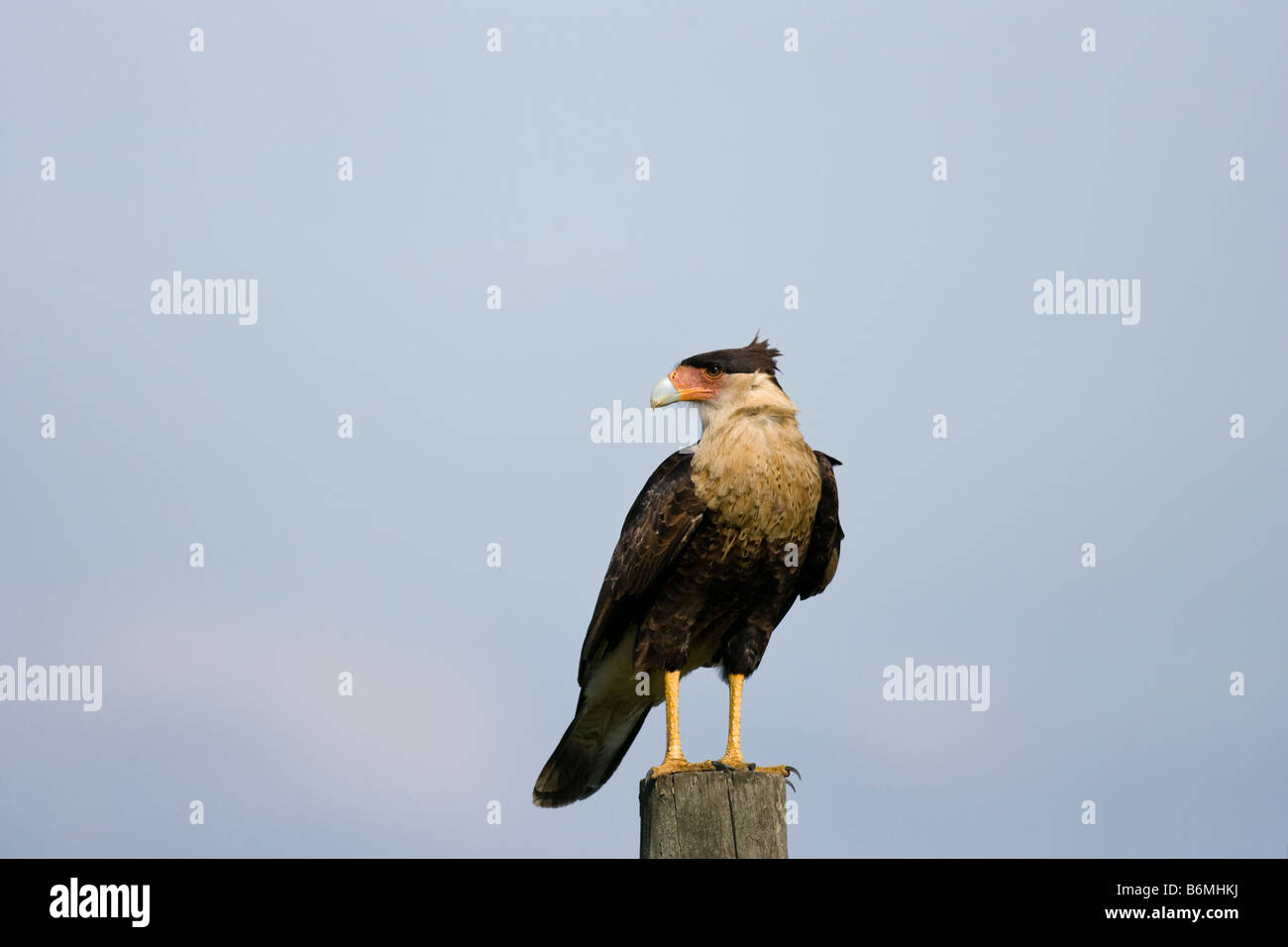 Mexican buzzard hi-res stock photography and images - Alamy