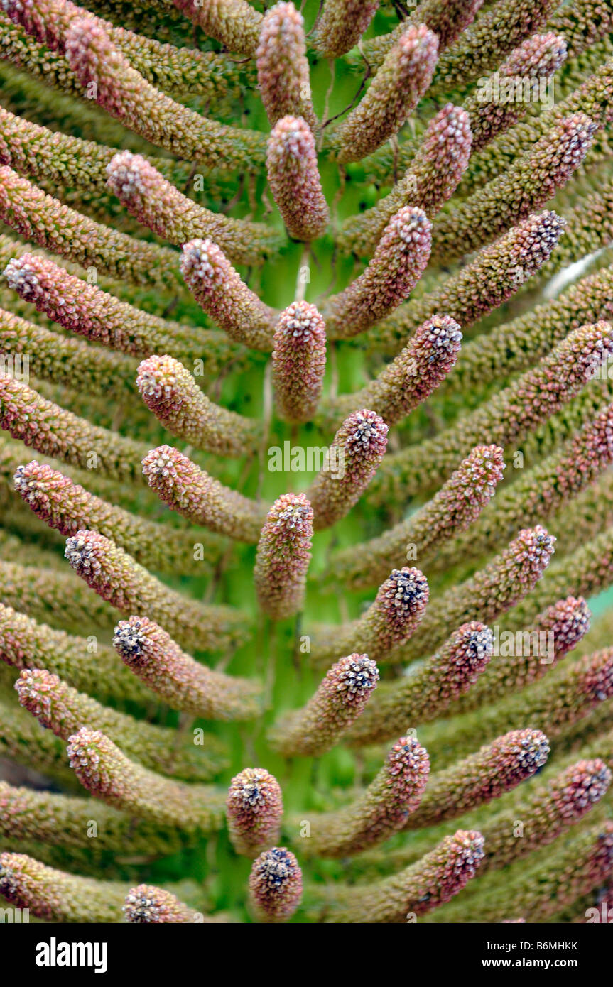 Gunnera flower spike hi-res stock photography and images - Alamy