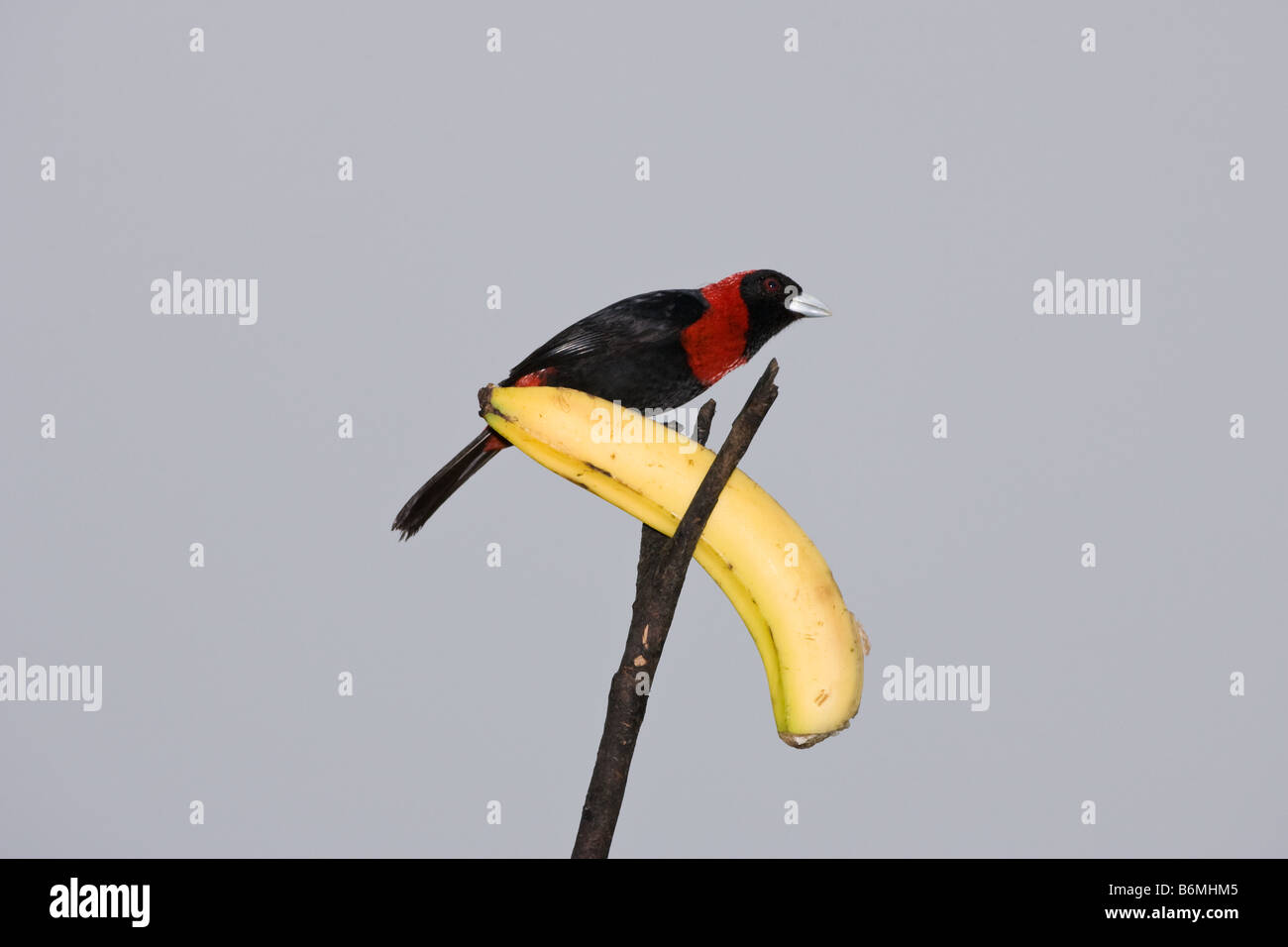 Collared tanager hi-res stock photography and images - Alamy