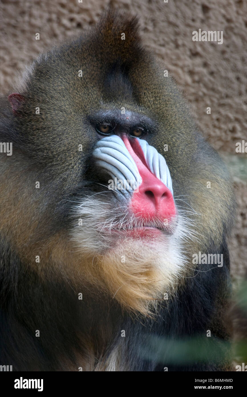 Mandrillus sphinx gabon hi-res stock photography and images - Alamy