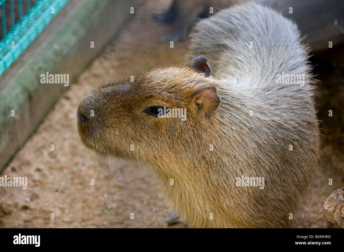 A capybara in captivity Stock Photo - Alamy