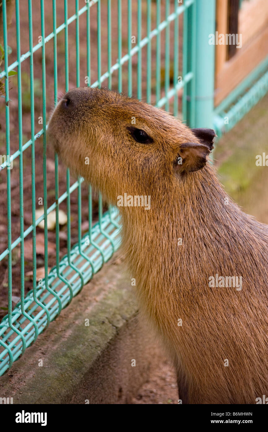 A capybara in captivity Stock Photo - Alamy