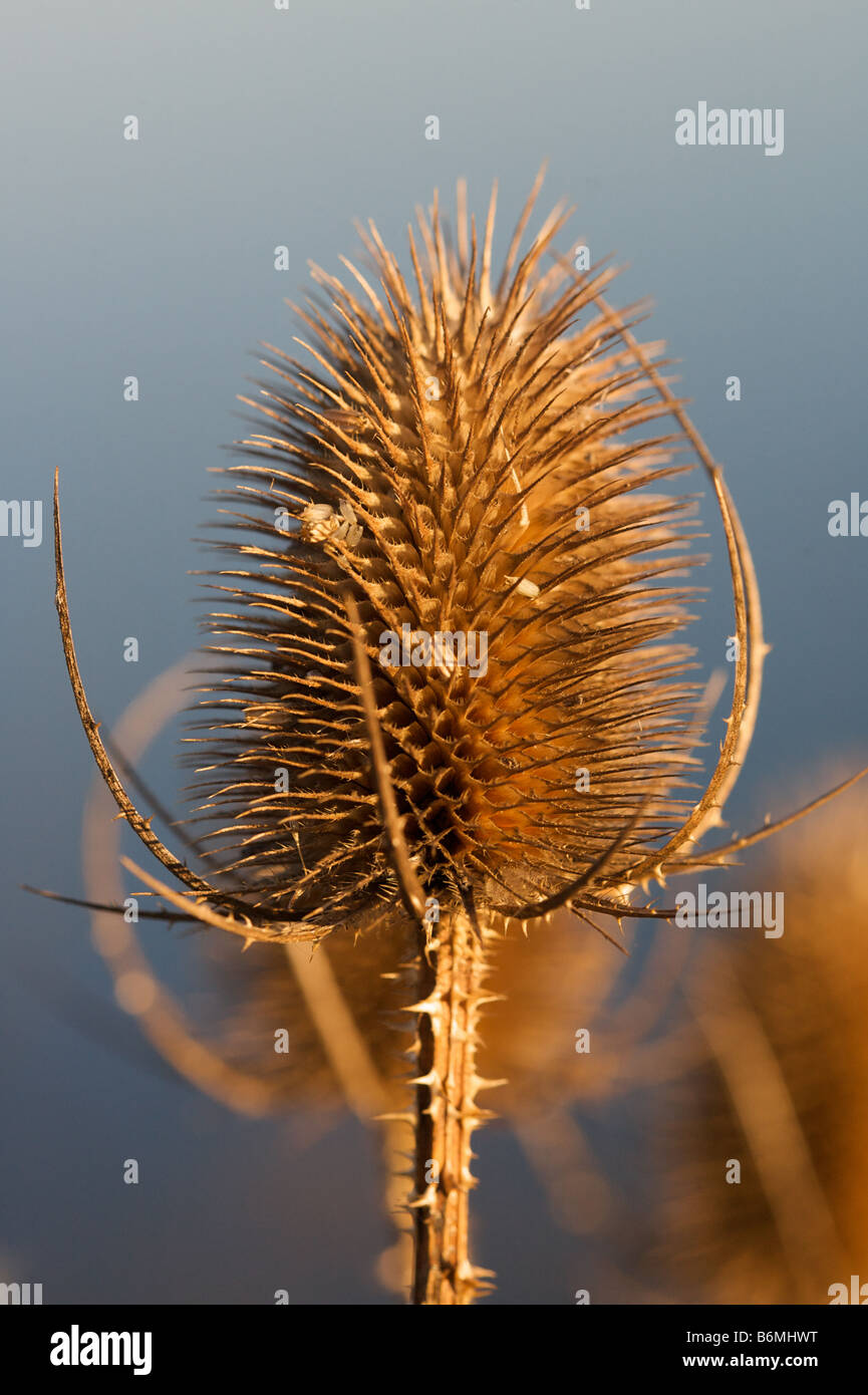 Dipsacus plant hi-res stock photography and images - Alamy