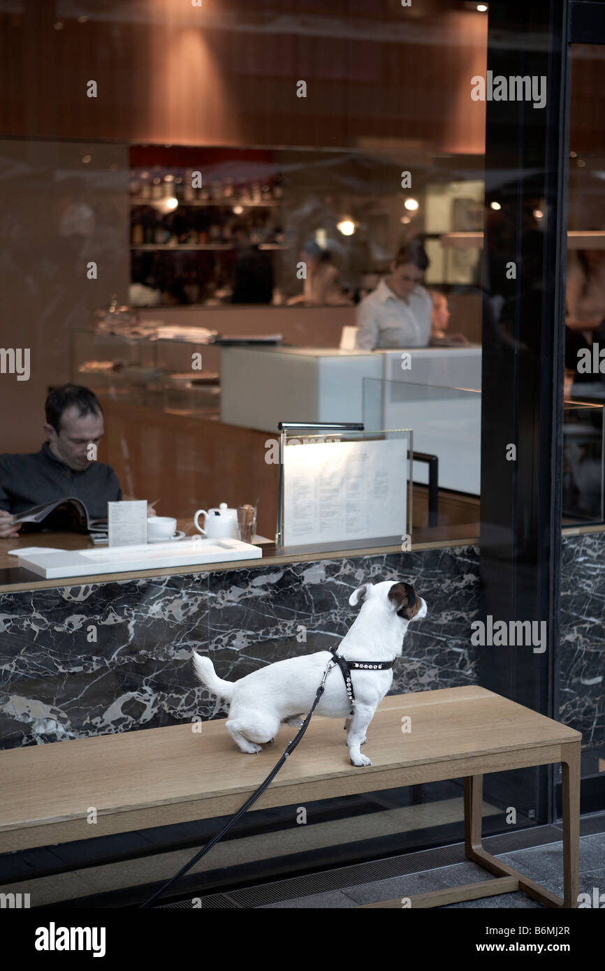 Jack russell left outside cafe hi-res stock photography and images - Alamy