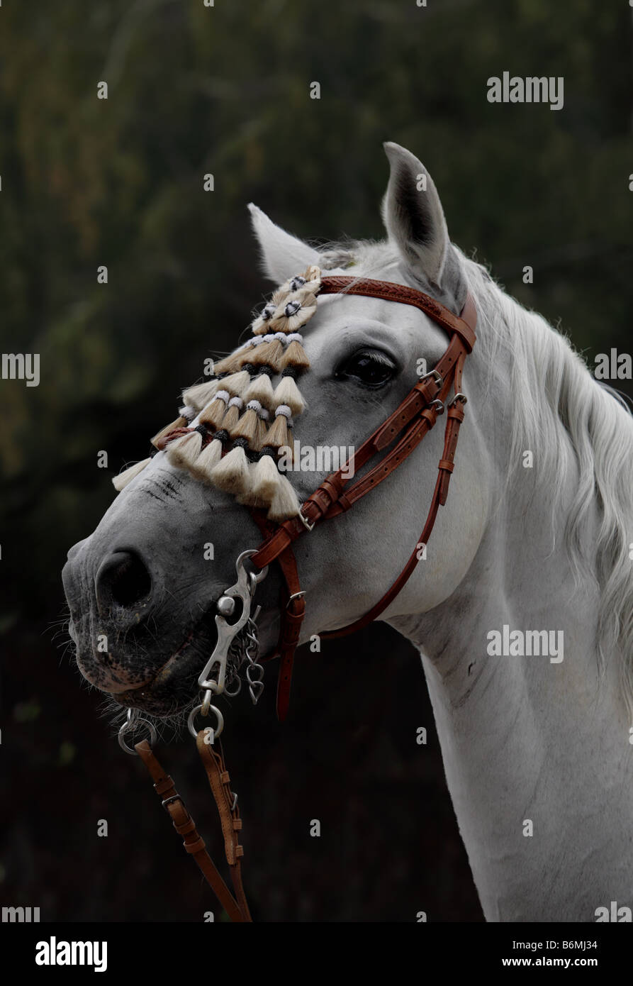 Bridle show hi-res stock photography and images - Alamy