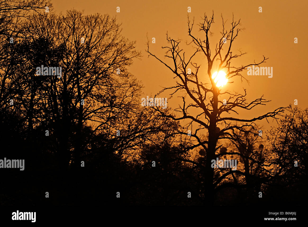 Golden sun ball behind the branches of a bare tree in november Stock ...