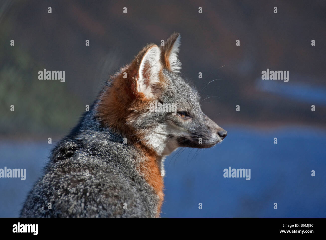 Island fox hi-res stock photography and images - Alamy