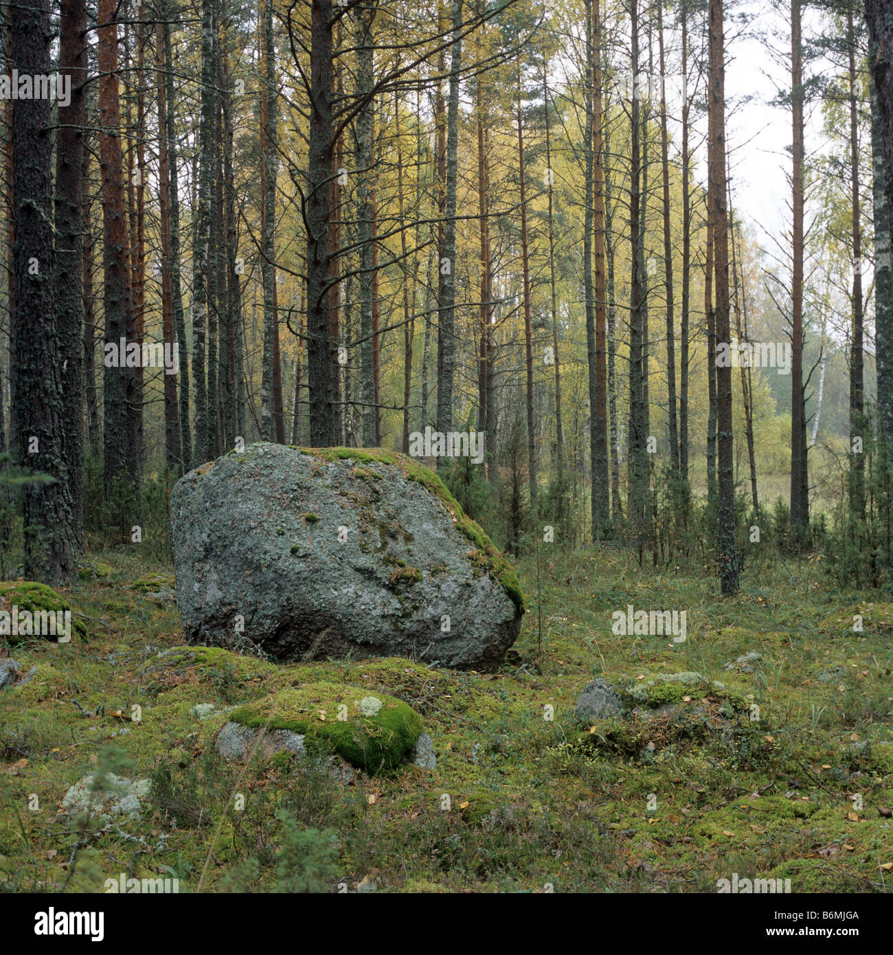 Russia, wood, stone,Leningrad region Stock Photo - Alamy