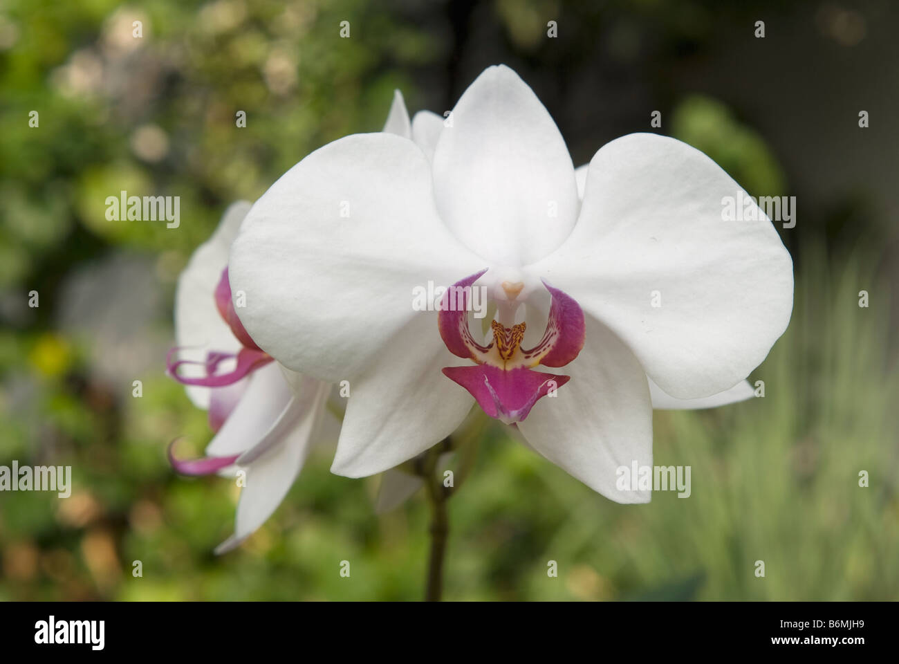 One of the popular flower at Indonesia and become one of Indonesian ...