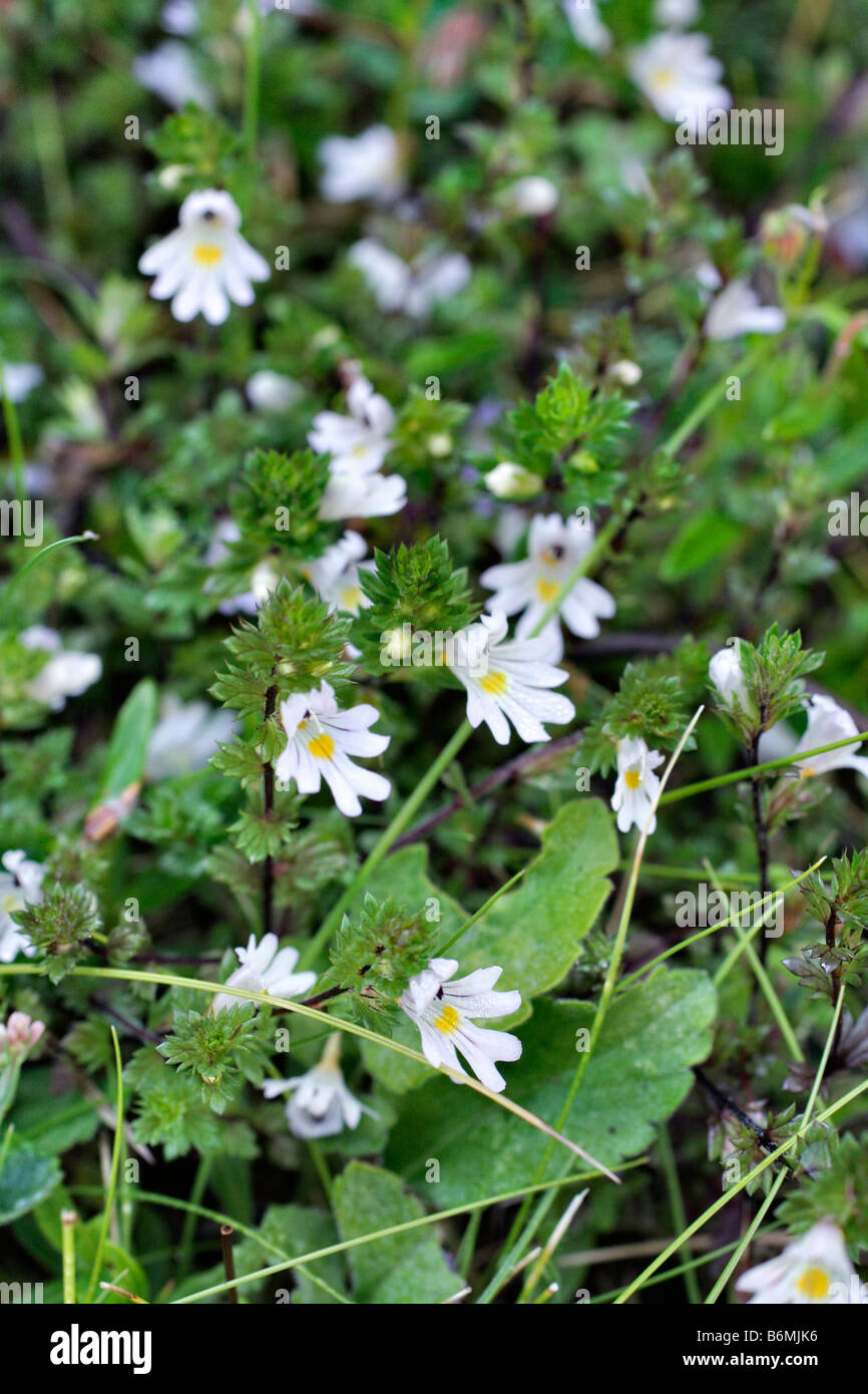 Eyebright flower wild euphrasia hi-res stock photography and images - Alamy