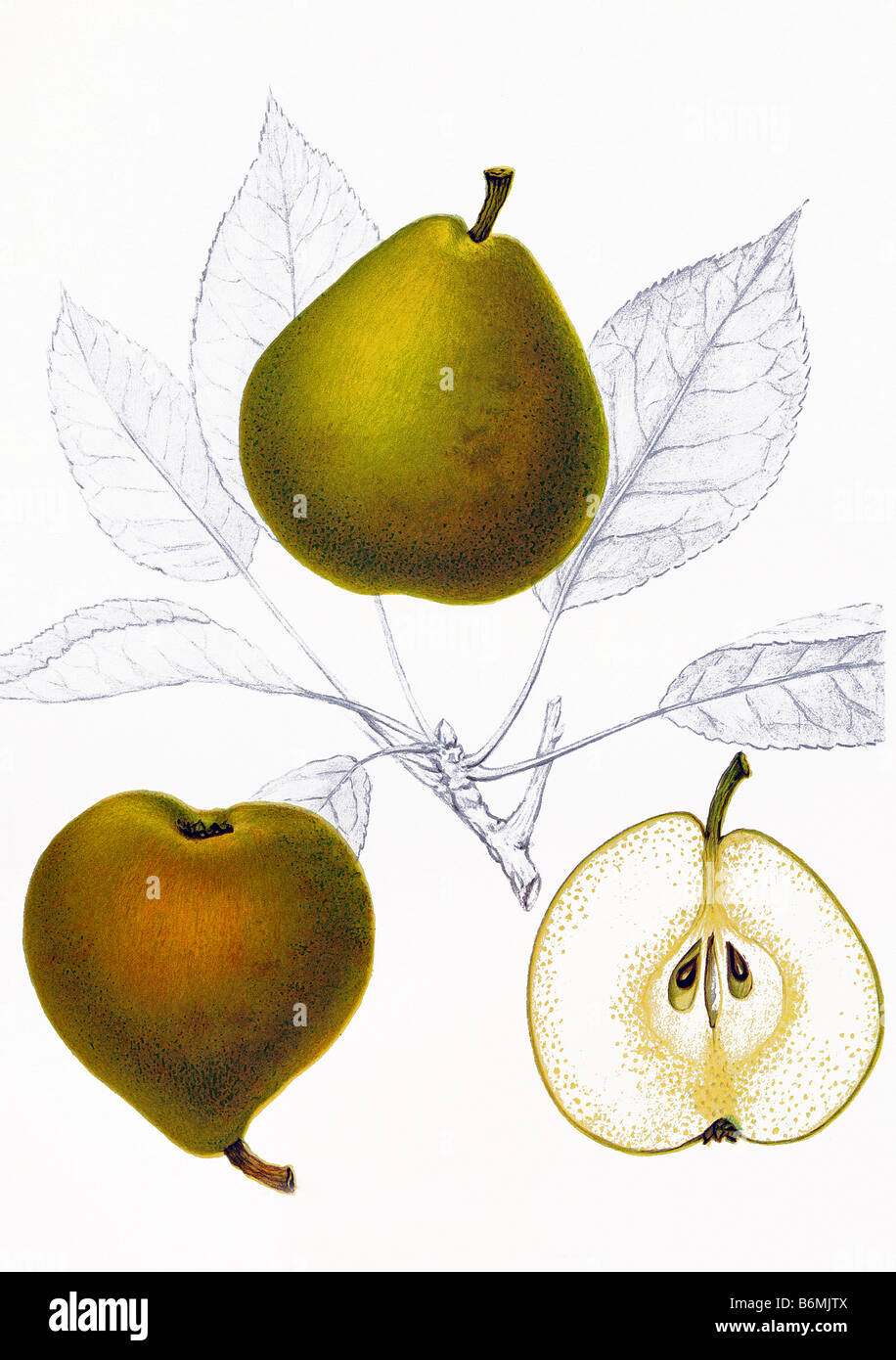 illustration of a pear and a pear half Stock Photo - Alamy
