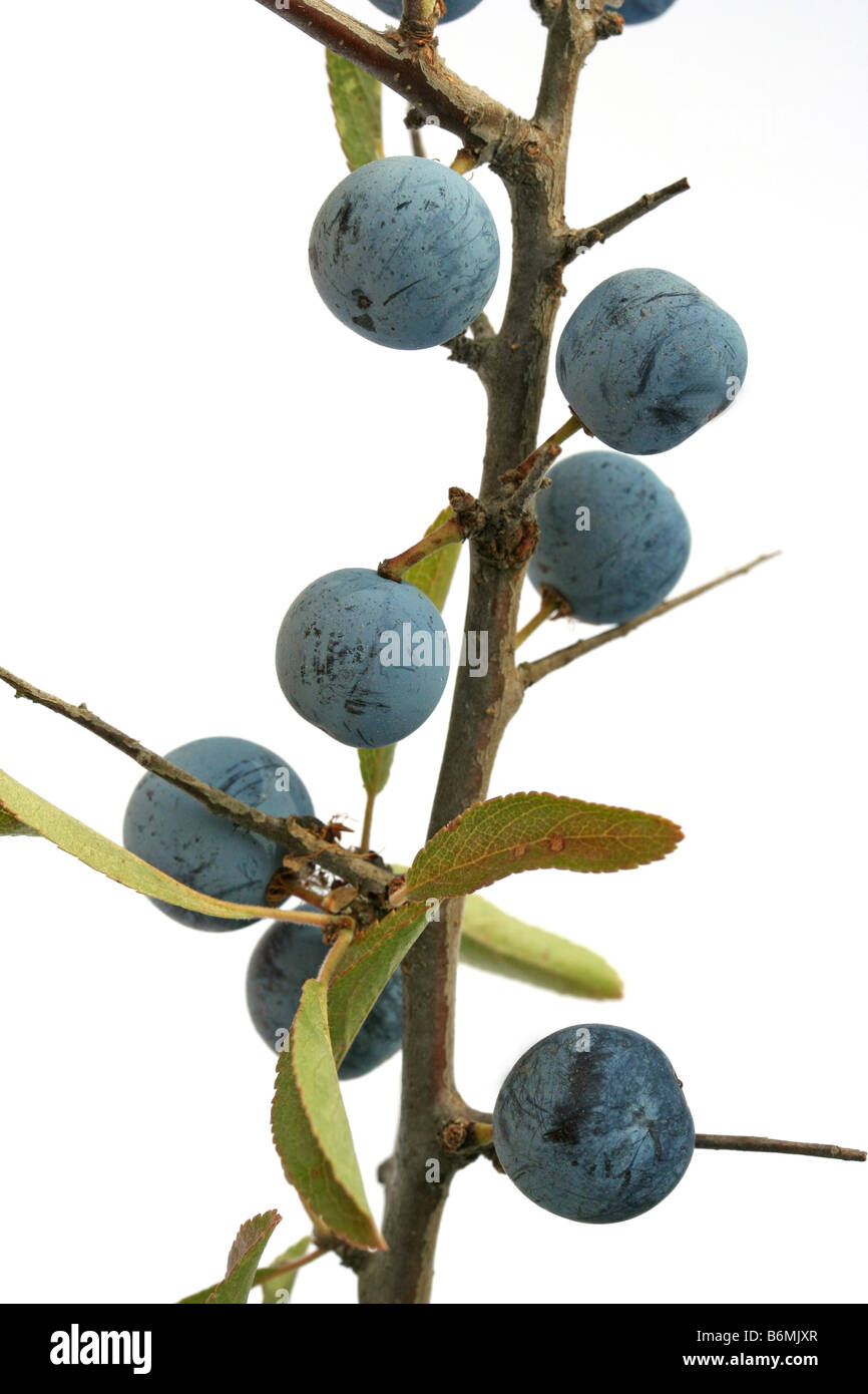Sloes cutout hi-res stock photography and images - Alamy