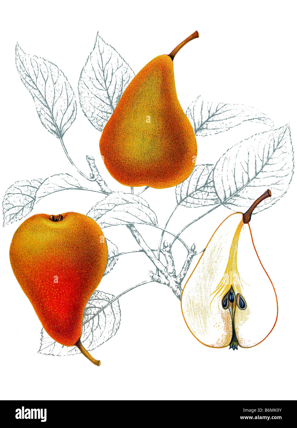 illustration of the pear Durondeau Stock Photo - Alamy