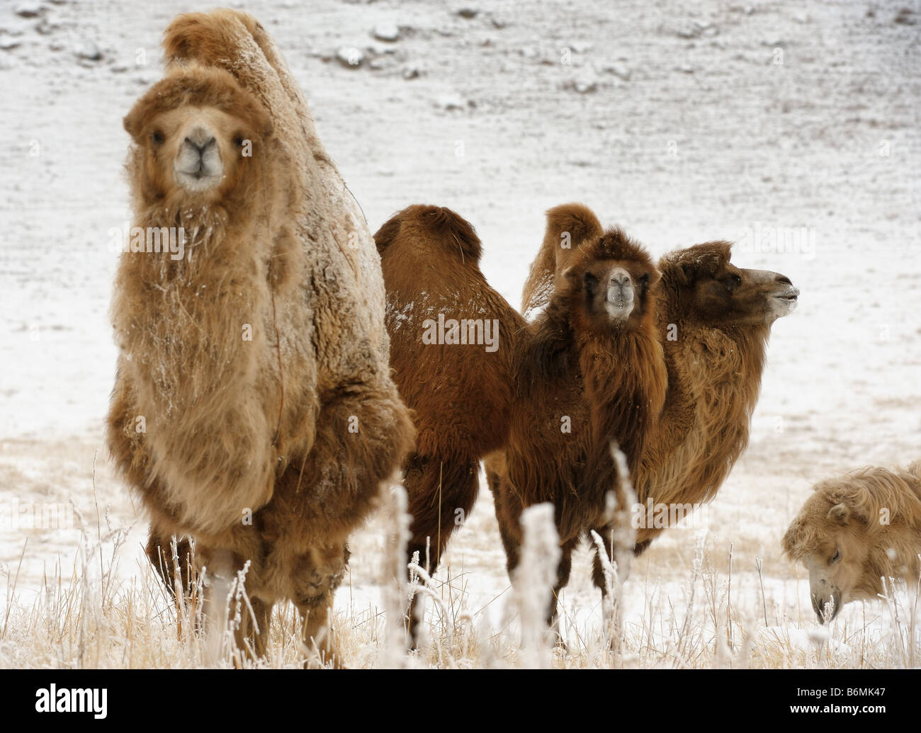 Bactrian camel hi-res stock photography and images - Alamy