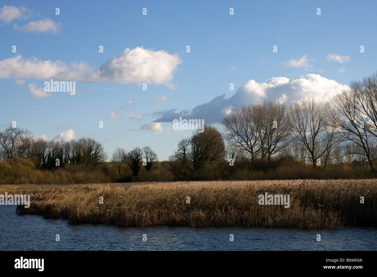 River reed bed hi-res stock photography and images - Alamy