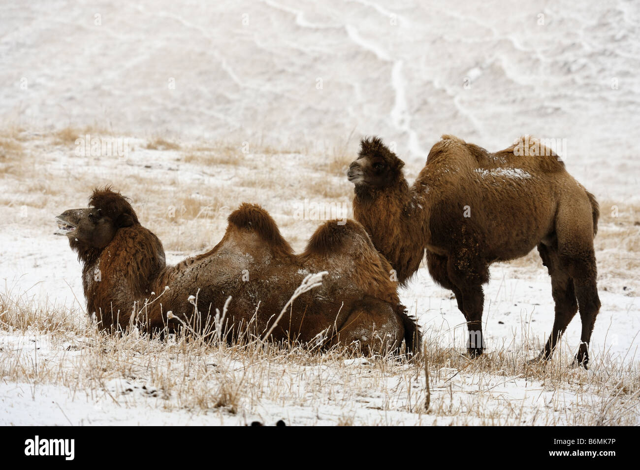 Camel bactrian hi-res stock photography and images - Alamy