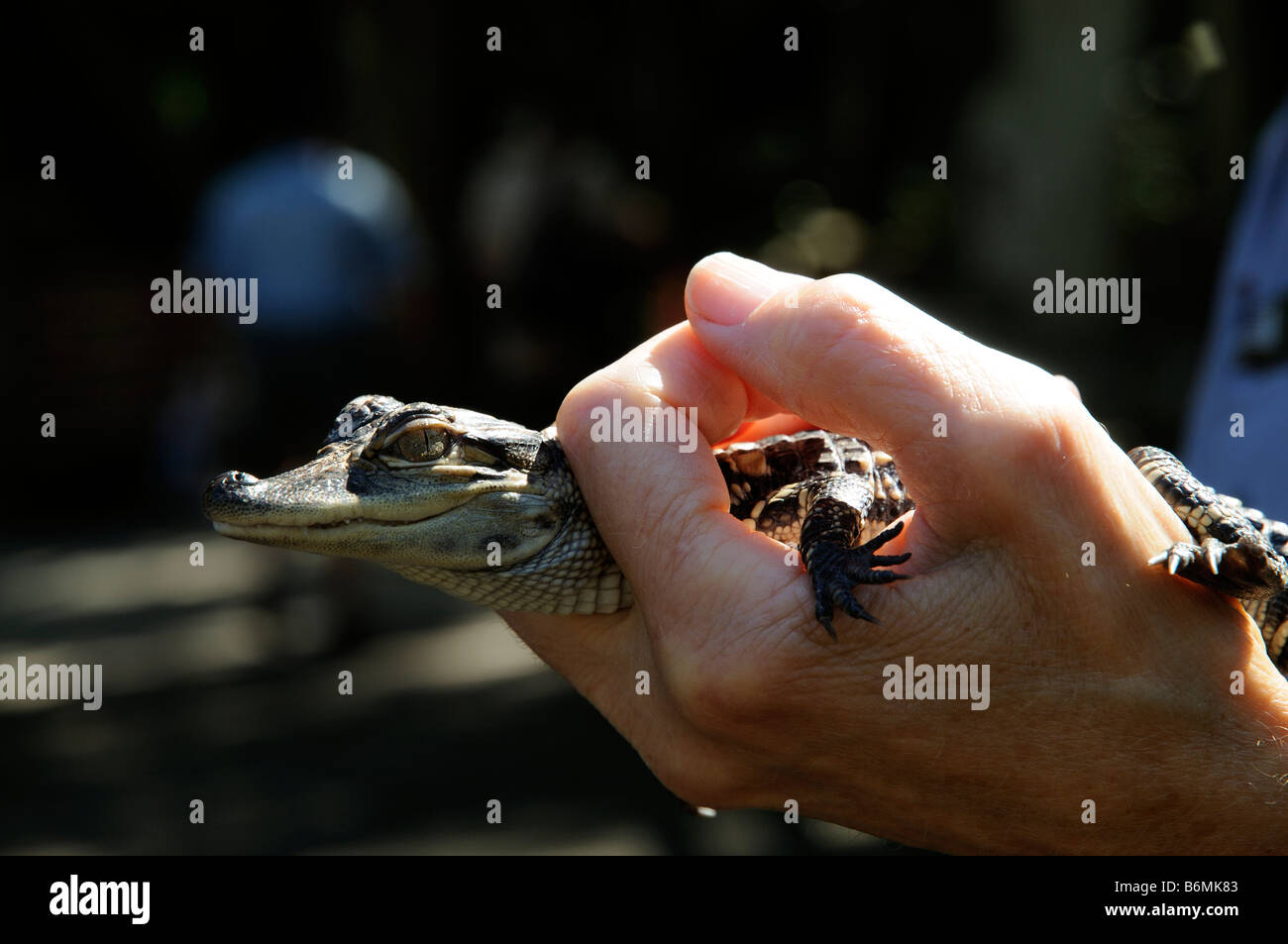 Alligator mississipiensis hi-res stock photography and images - Alamy