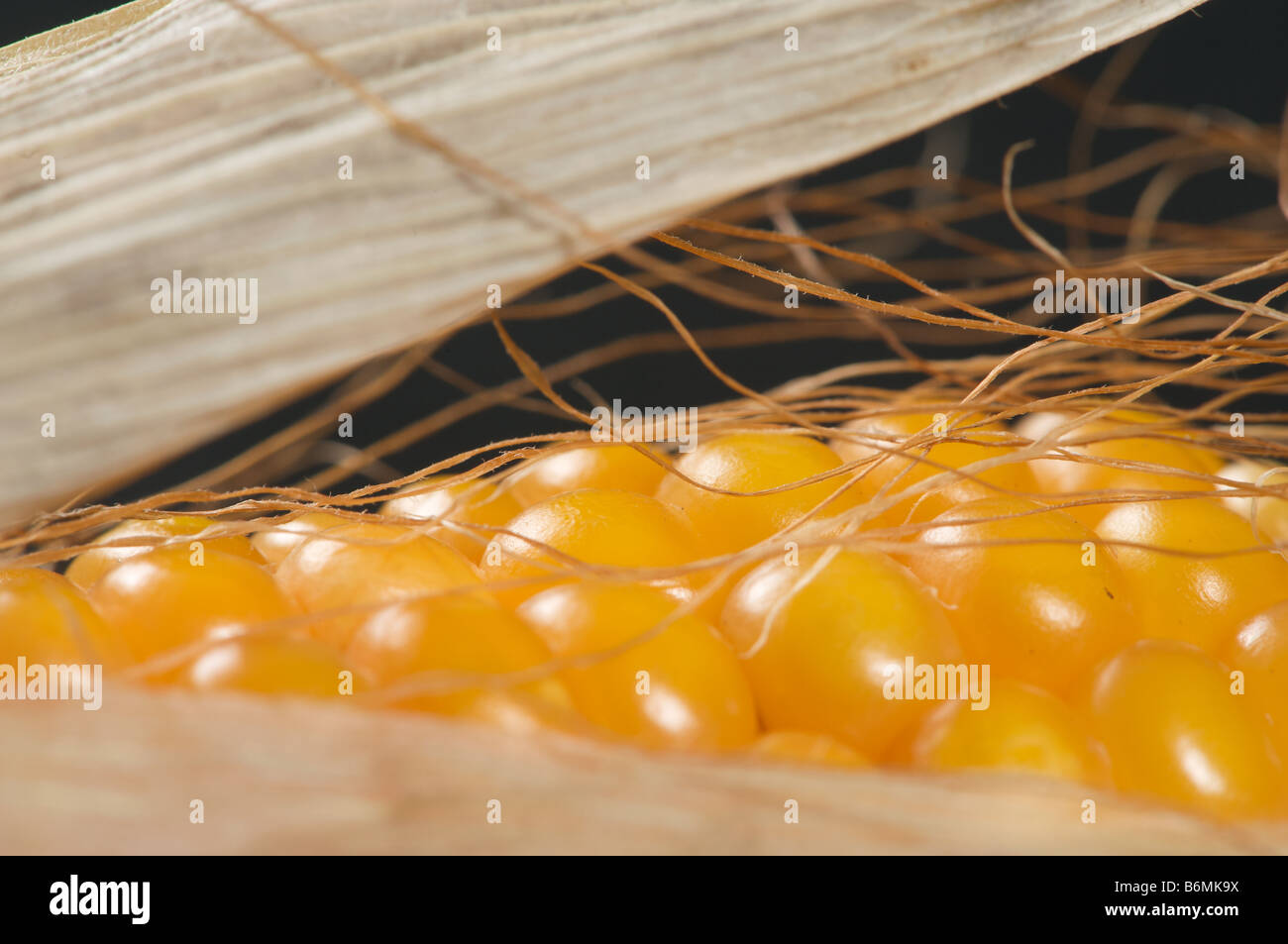 detail of a corn cob in studio setting on black Stock Photo - Alamy