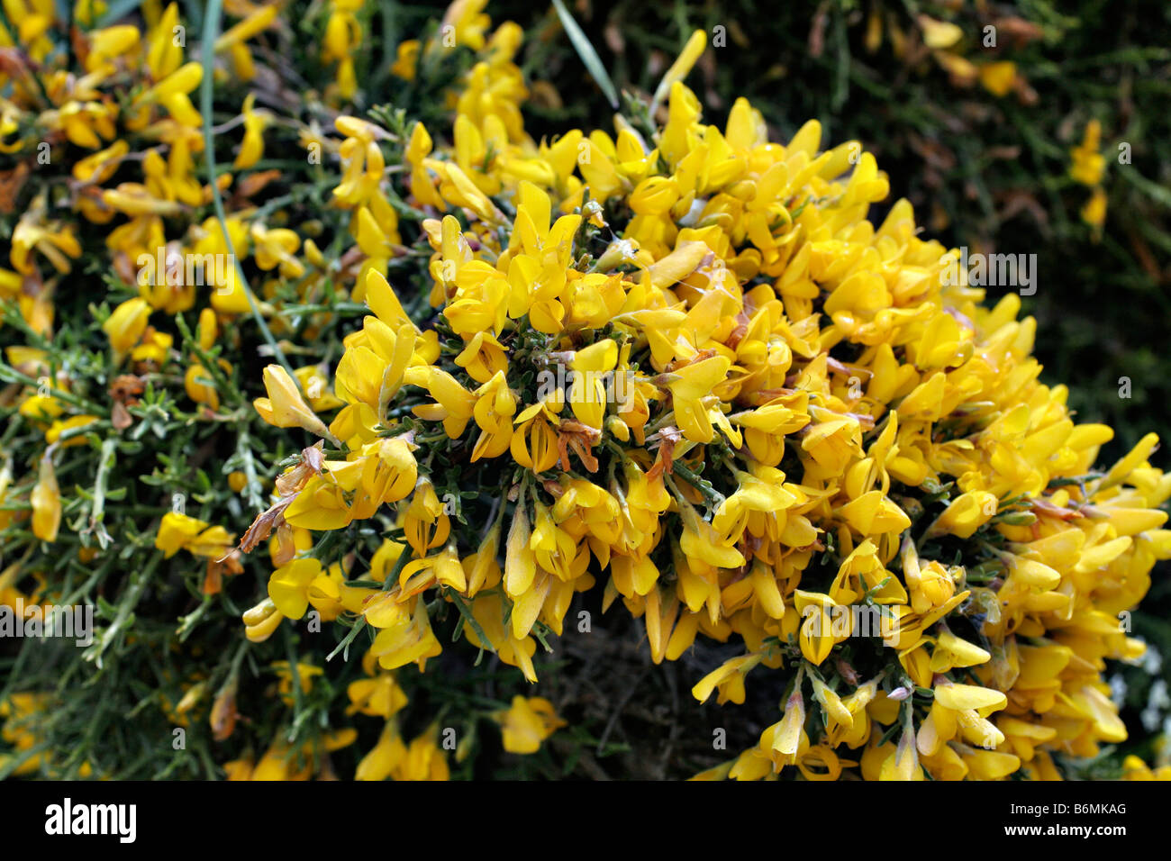 Genista legionensis hi-res stock photography and images - Alamy