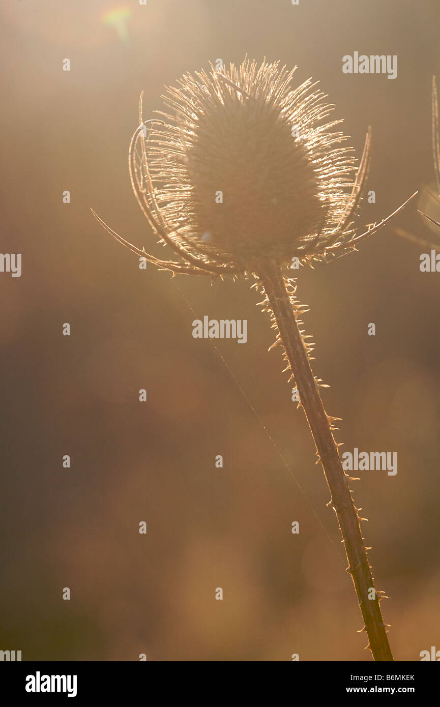 Teasel, Dipsacus, Plant Stock Photo - Alamy