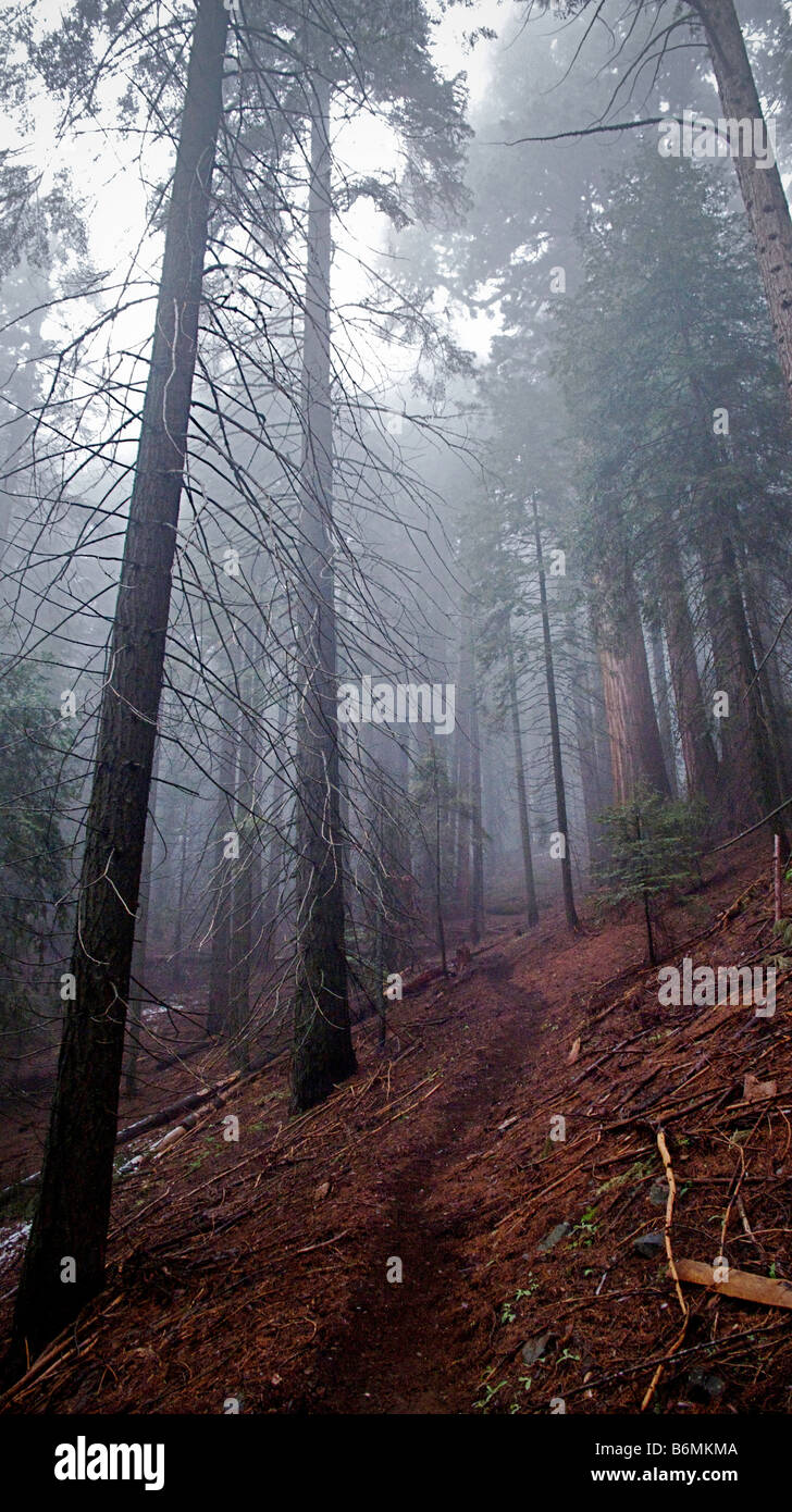 singletrack trail under Sequoia trees in Camp Nelson, California Stock ...