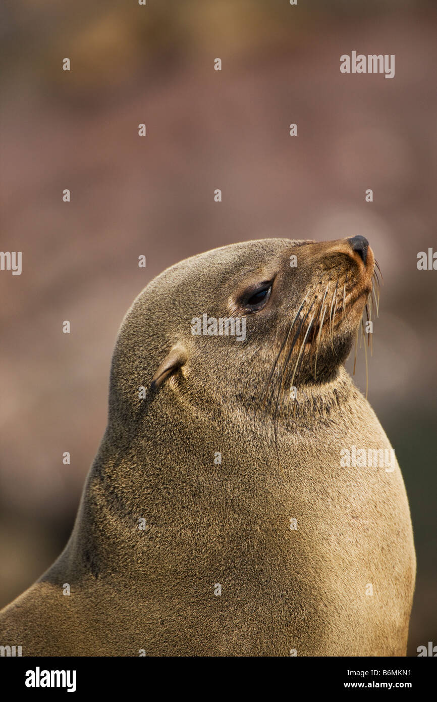 Cape Fur Seal Portrait, Cape Cross, Namibia Stock Photo - Alamy
