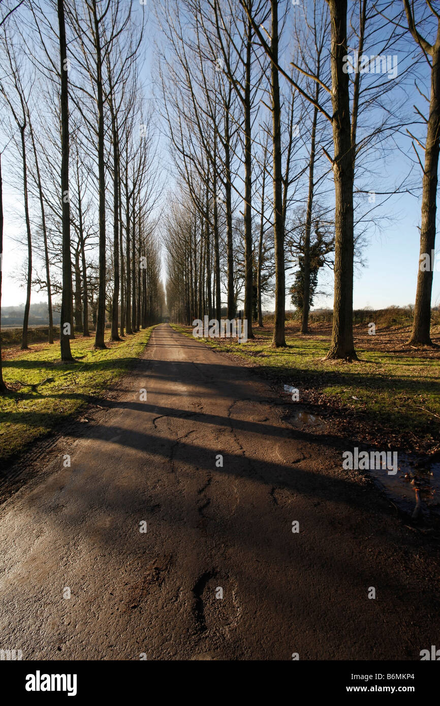 British woodland poplar hi-res stock photography and images - Alamy
