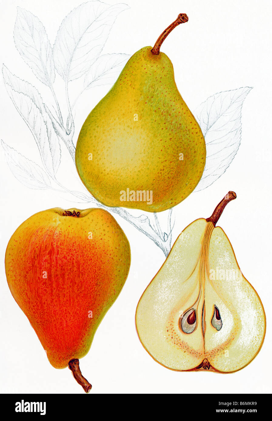 illustration of the pear Clapps Favorite Stock Photo - Alamy