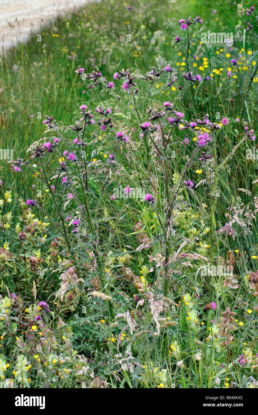 Flora de europa hi-res stock photography and images - Alamy