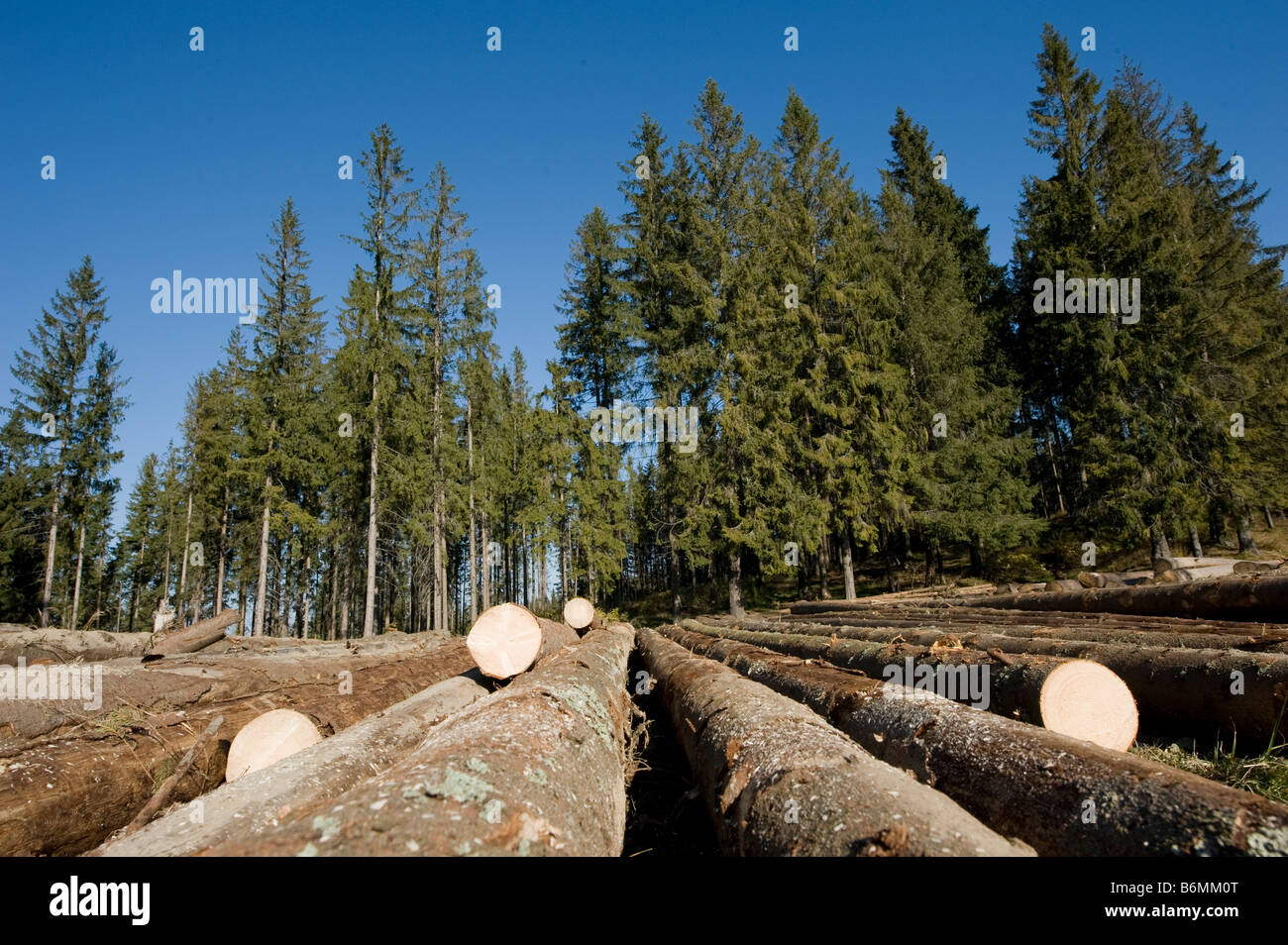 Polish forestry hi-res stock photography and images - Alamy