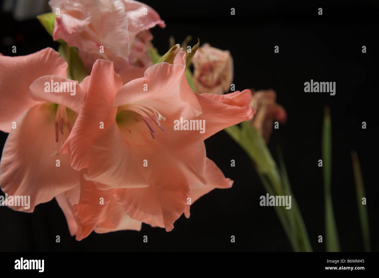 Pink iris hi-res stock photography and images - Alamy