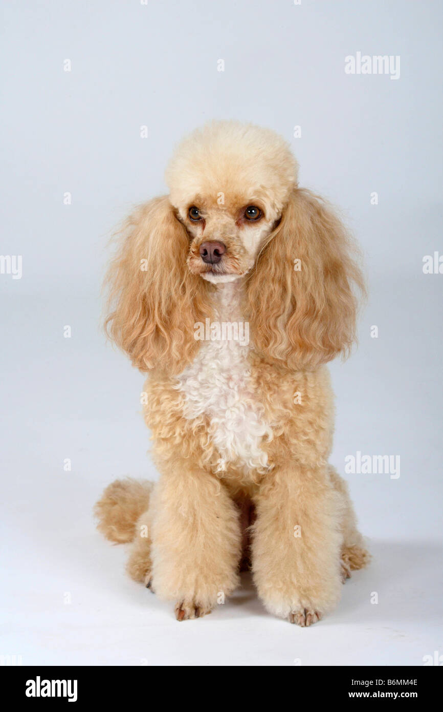 Miniature Poodle apricot white Stock Photo - Alamy