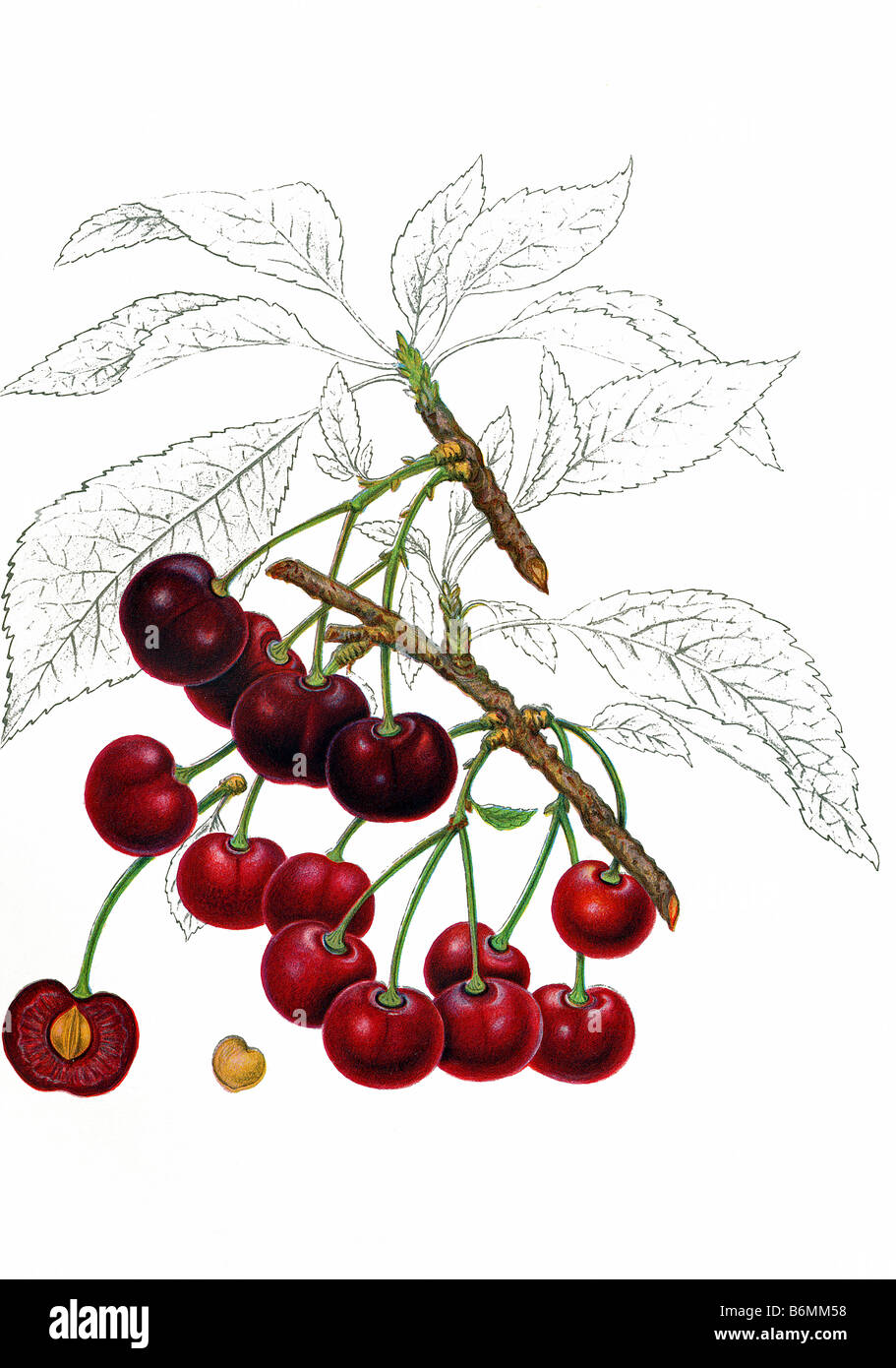 illustration of cherries Stock Photo - Alamy